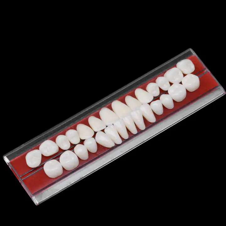 Resin teeth 24pcs Denture Dental Material Teeth Model | Lazada.co.th